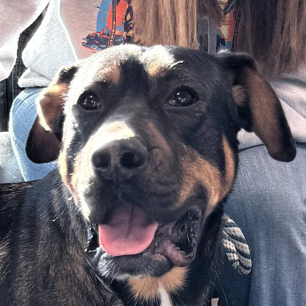 Available Dogs — Outta the Cage