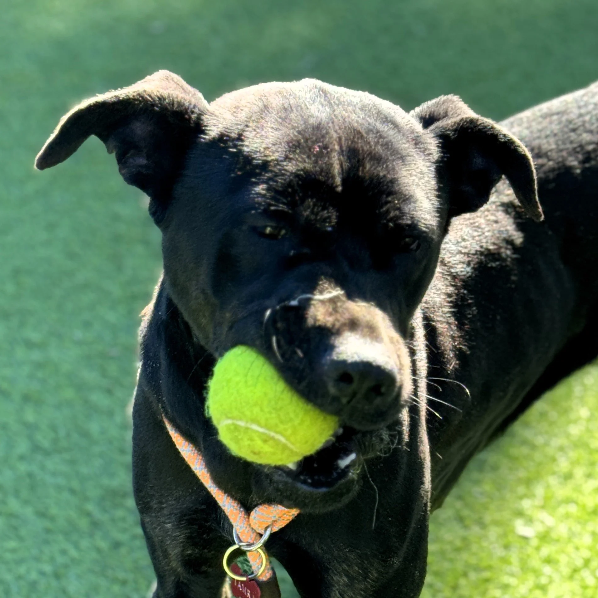 Available Dogs — Outta the Cage