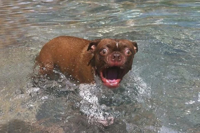 5 things adopters say that freak rescues out — Outta the Cage