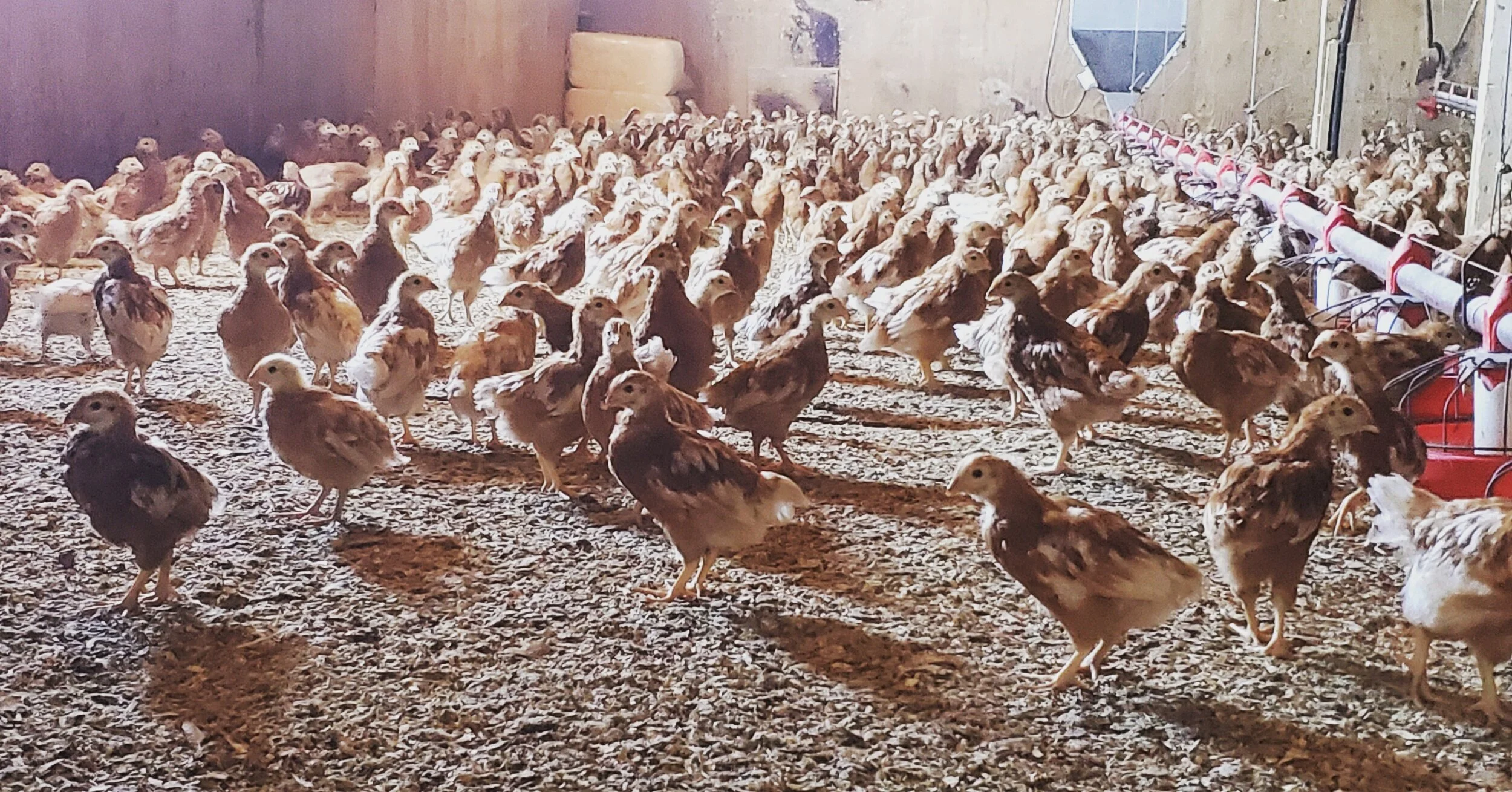 Grant's Breeder Farm