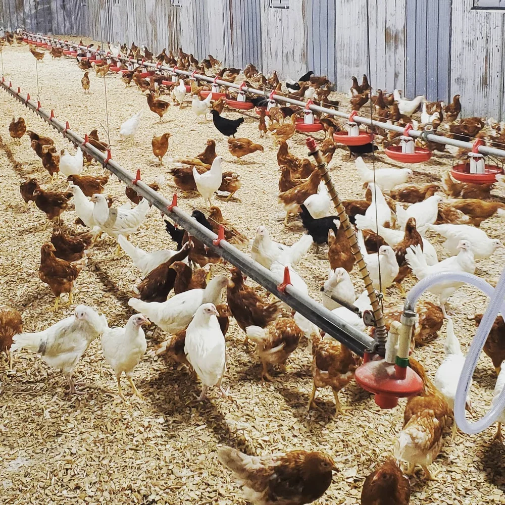 Grant's Breeder Farm