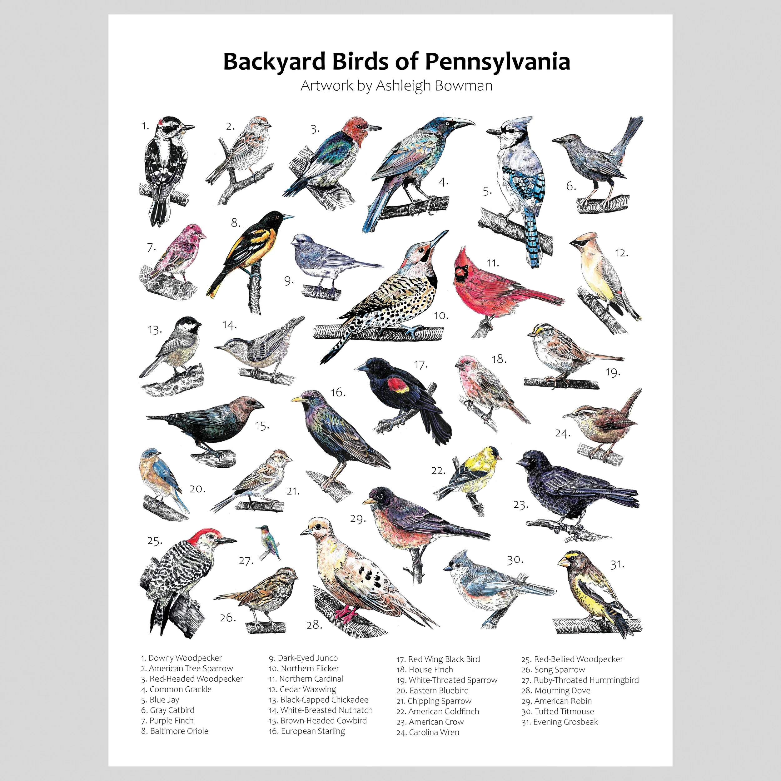 Backyard Birds of Pennsylvania — Ashleigh Bowman Artwork