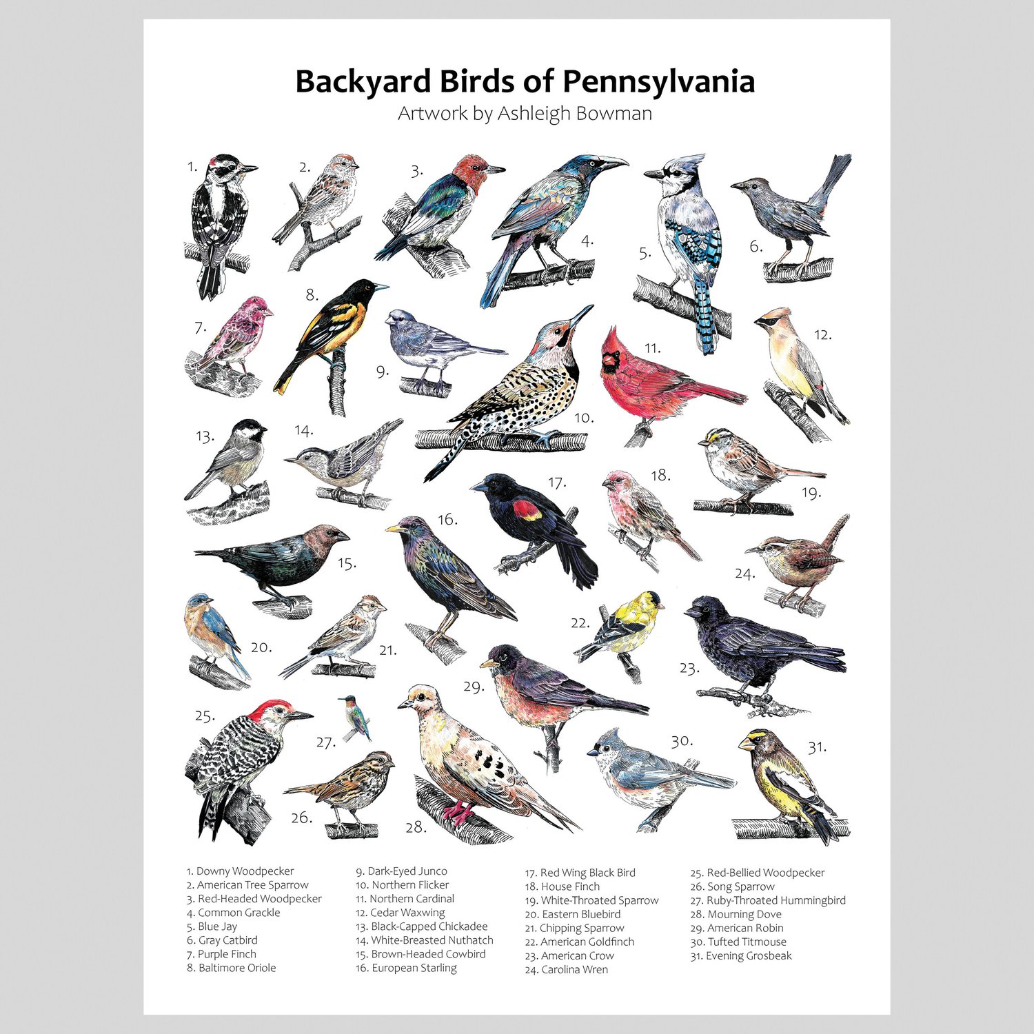 Freshwater Fish Poster — Ashleigh Bowman Artwork