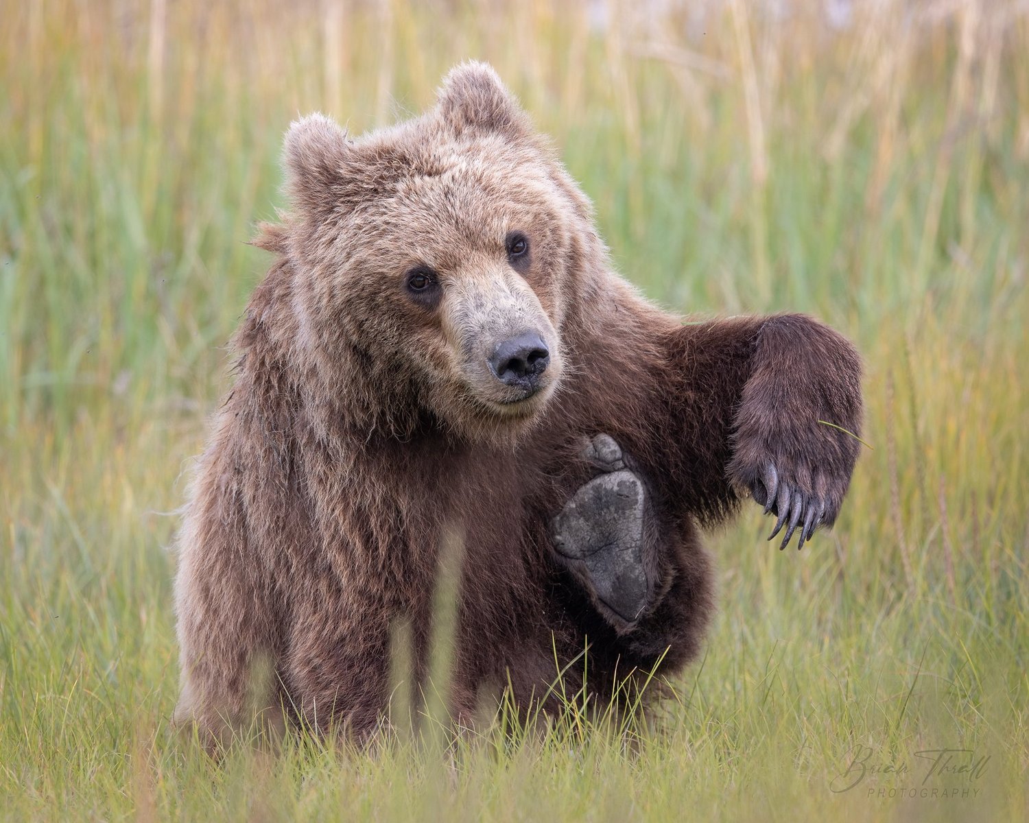 Bears of the North — Brian Thrall Photography