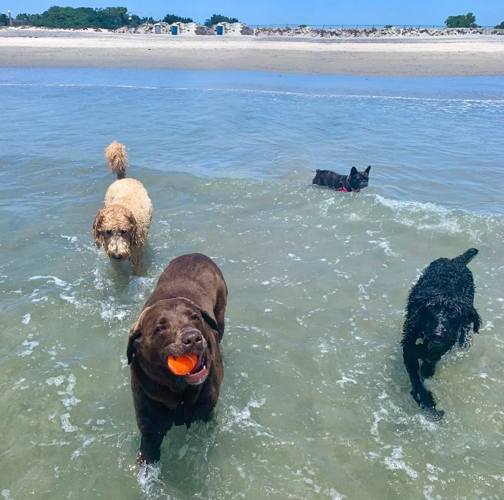 5 Dog-Friendly Beaches in San Diego — Southpaw Vet