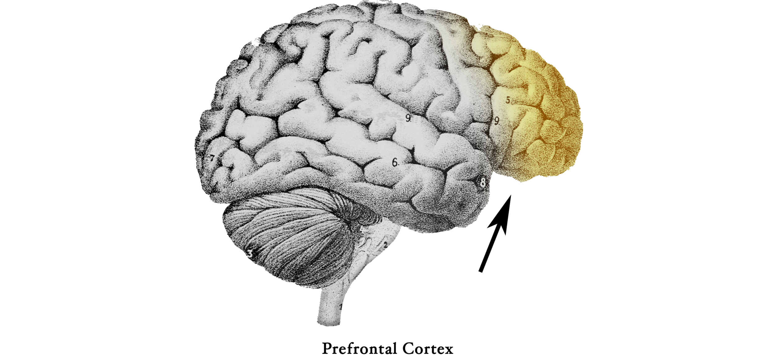 Nine functions of the prefrontal cortex — Alan Rutherford, LPC