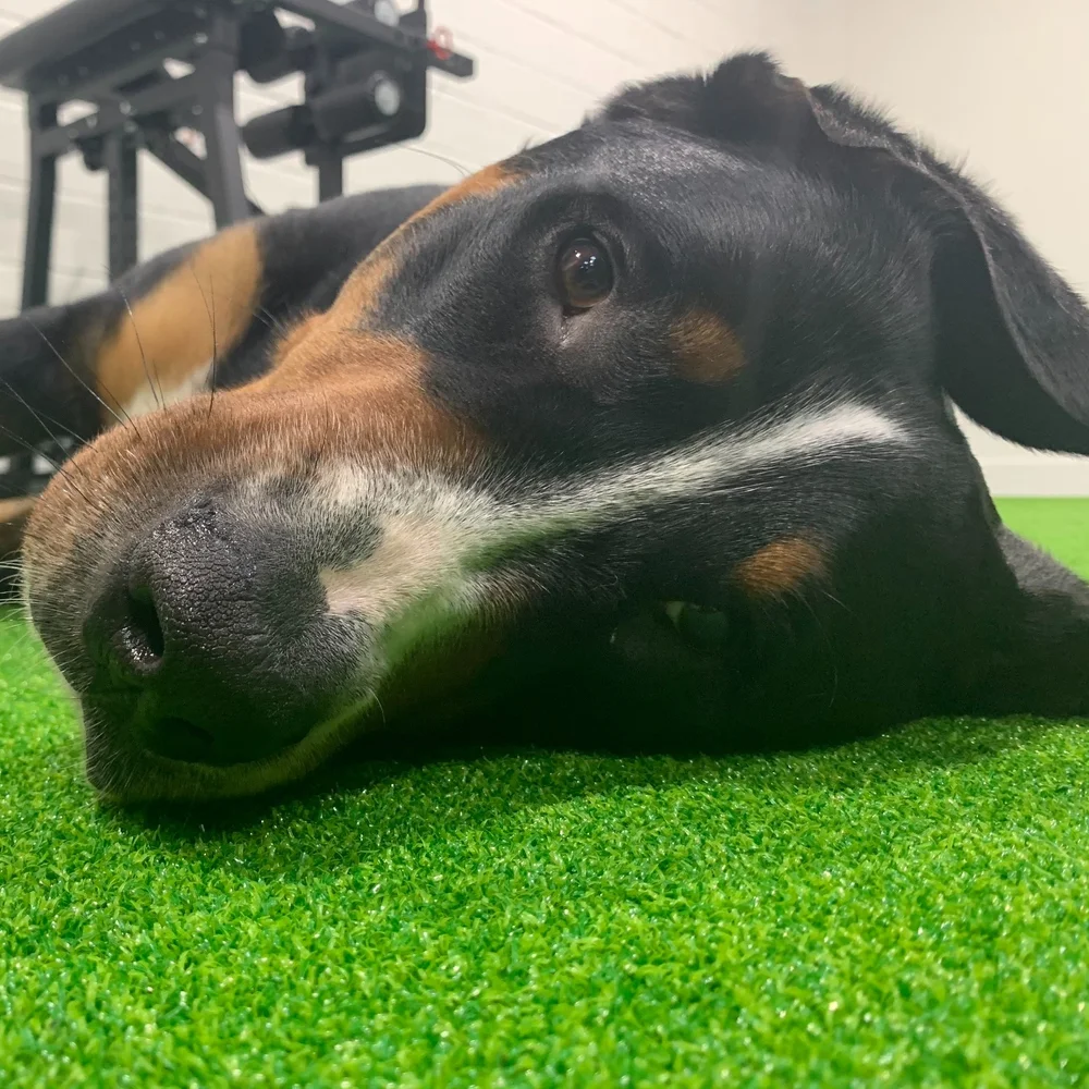 Howie Therapy Dog (In Training) — Colchester Physiotherapy