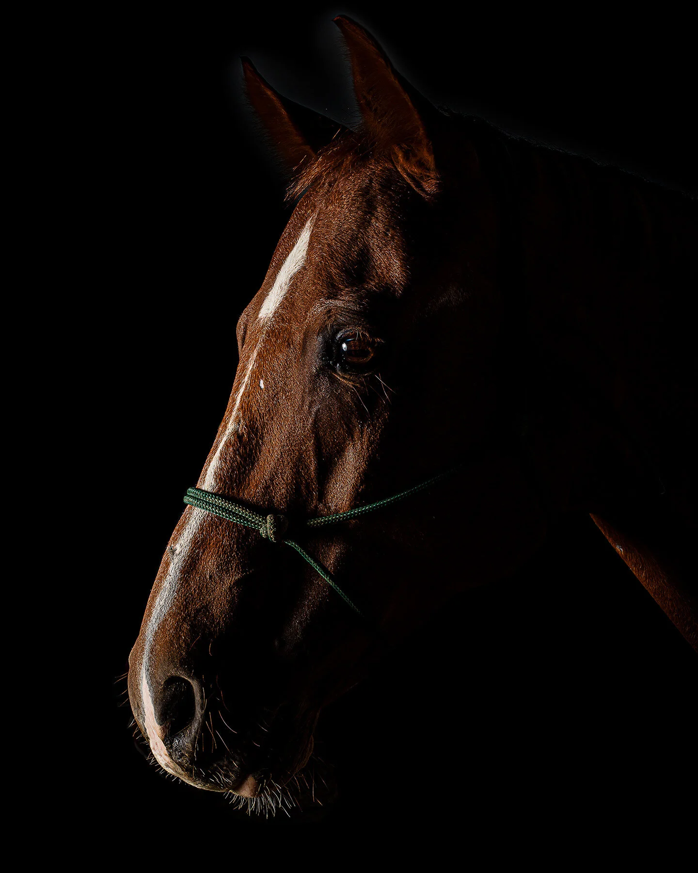 Distinguished Animal Portraiture — Joseph Rubinstein Photography