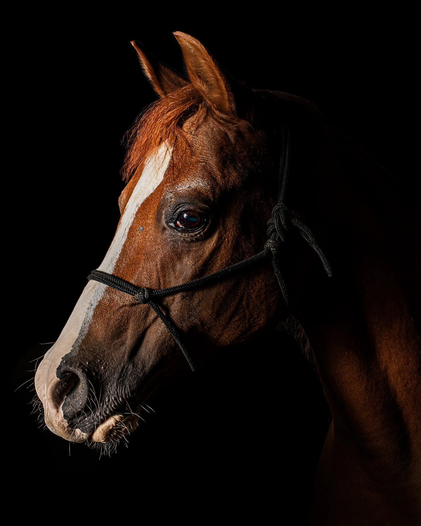 Distinguished Animal Portraiture — Joseph Rubinstein Photography
