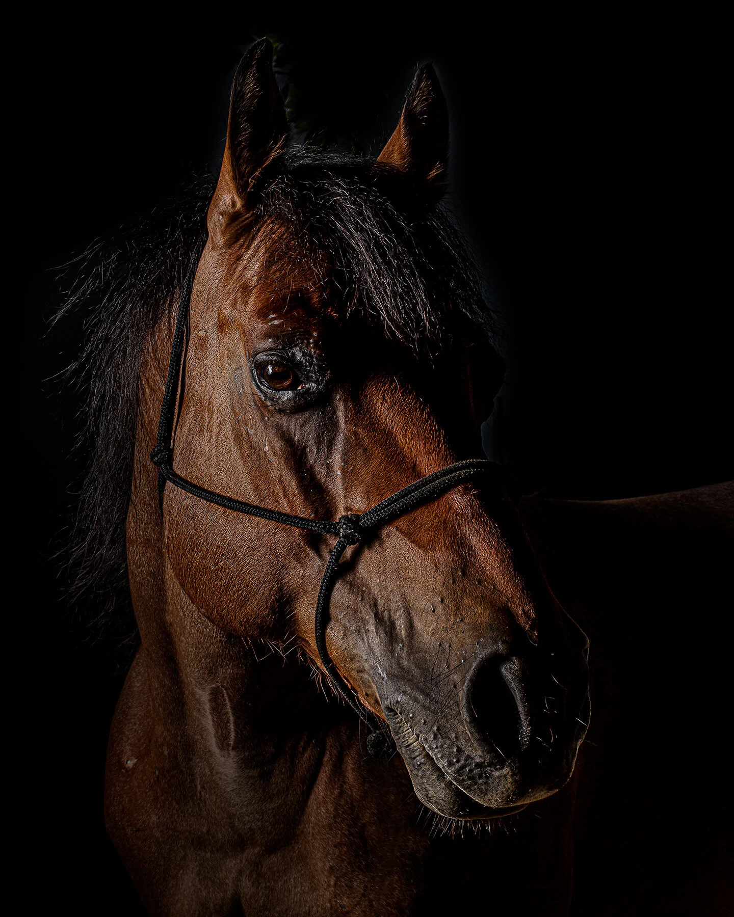 Distinguished Animal Portraiture — Joseph Rubinstein Photography