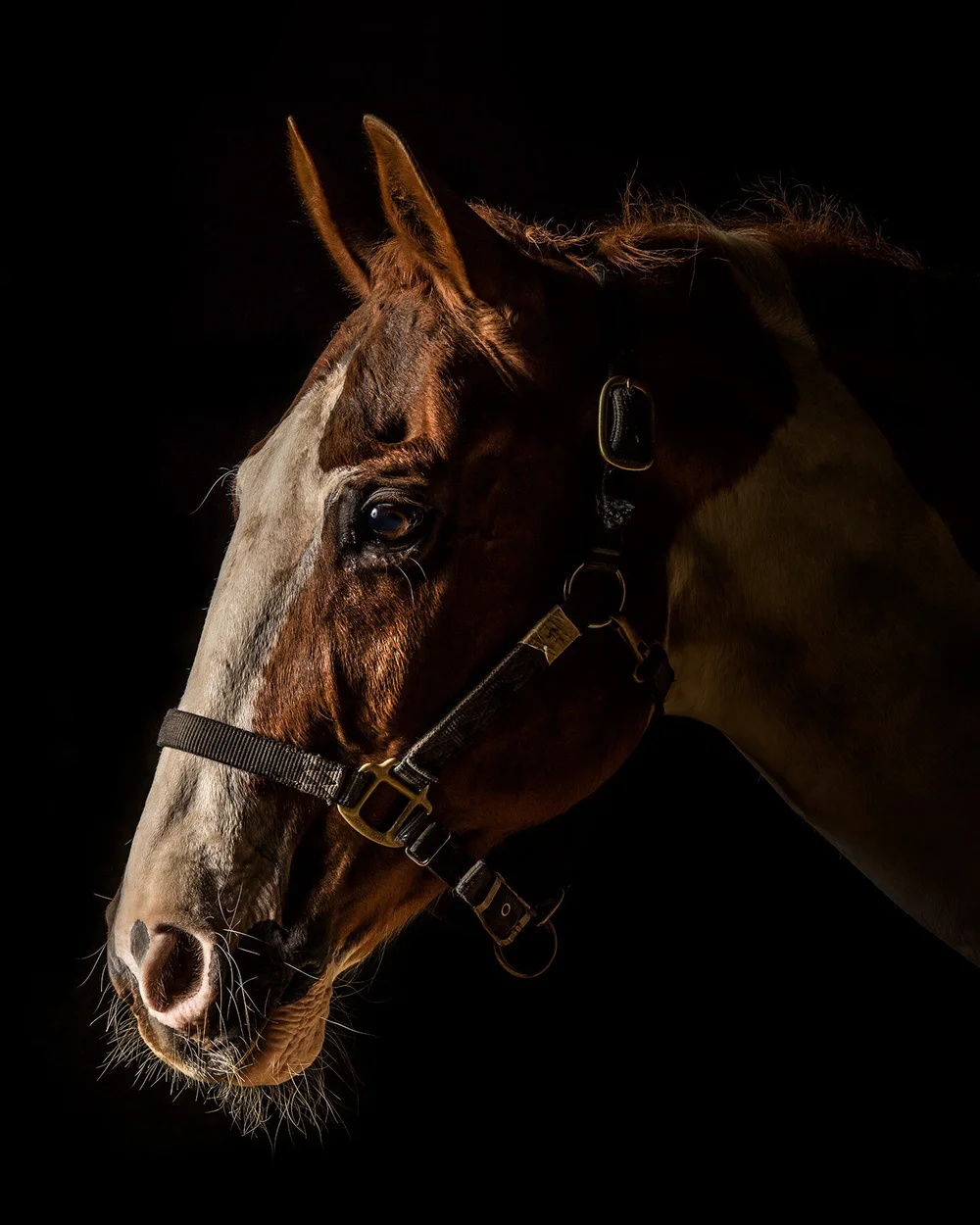 Distinguished Animal Portraiture — Joseph Rubinstein Director ...