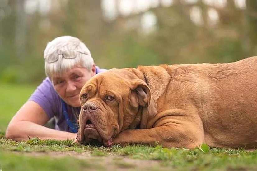 How to Adopt — Linbee Dog Rehoming