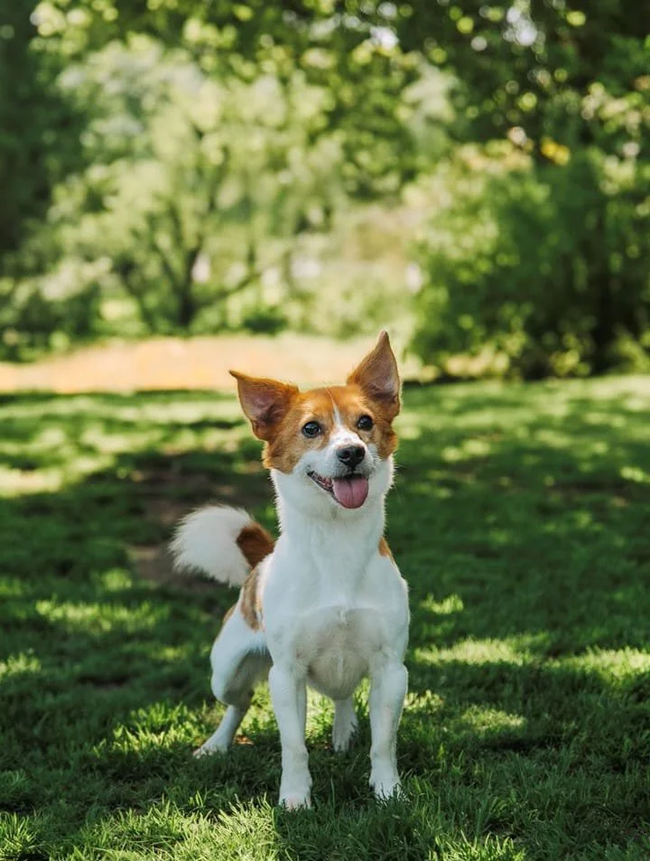 Mylo's Bio | Discover Your Companion | Linbee Dog Rehoming