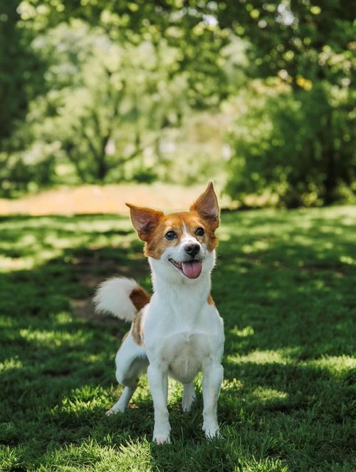Mylo's Bio | Discover Your Companion | Linbee Dog Rehoming