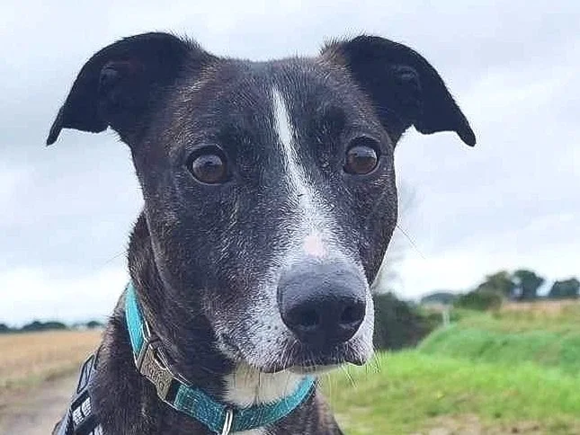 Linbee Dog Rehoming | Homepage