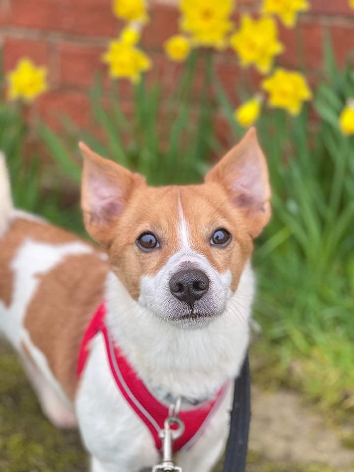 Trusted UK Dog Rehoming Services | Linbee Dog Rehoming