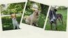 Trusted UK Dog Rehoming Services | Linbee Dog Rehoming