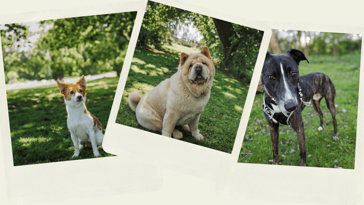 Trusted UK Dog Rehoming Services | Linbee Dog Rehoming