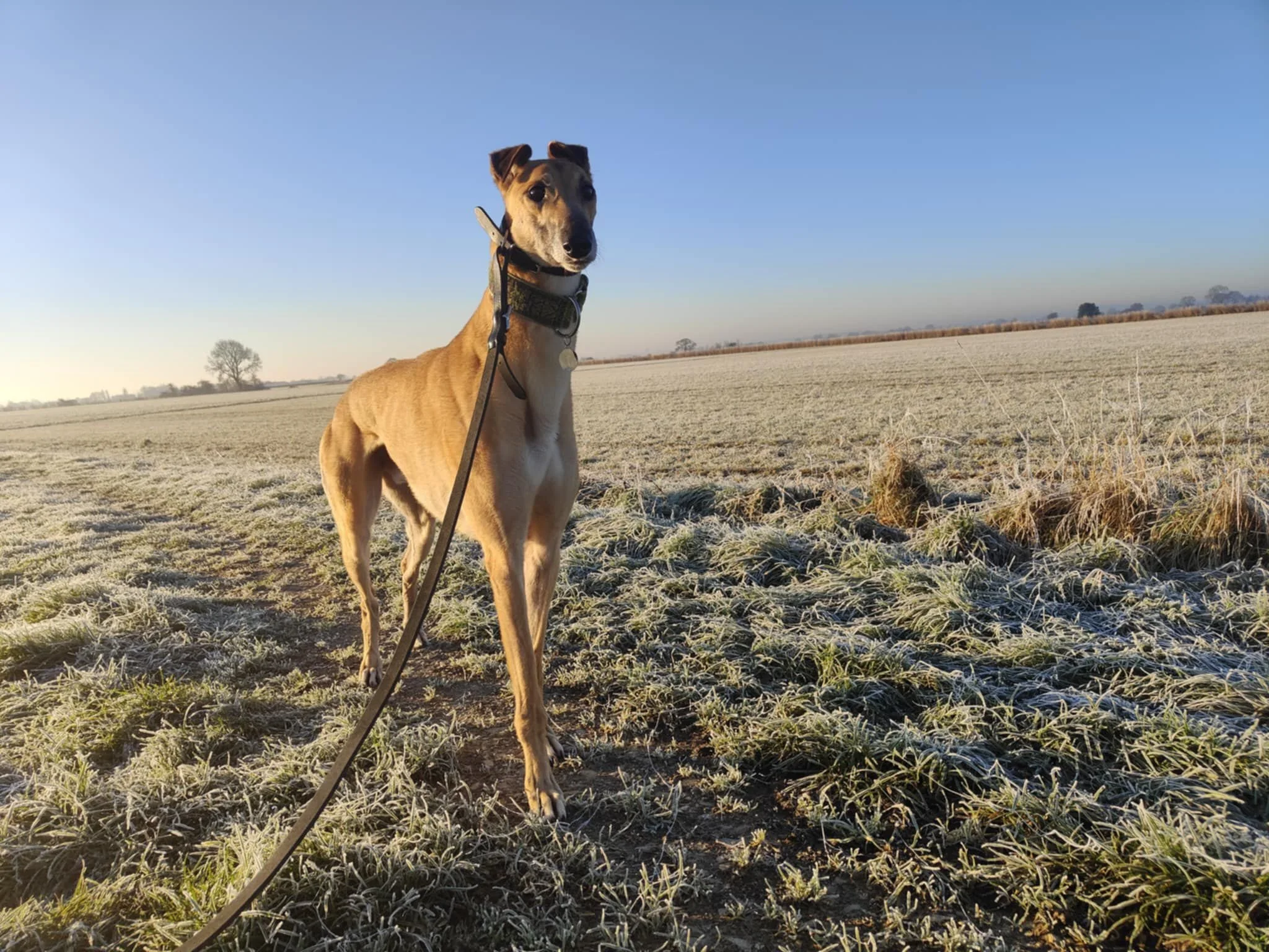 Our Services | Explore Our Offerings | Linbee Dog Rehoming