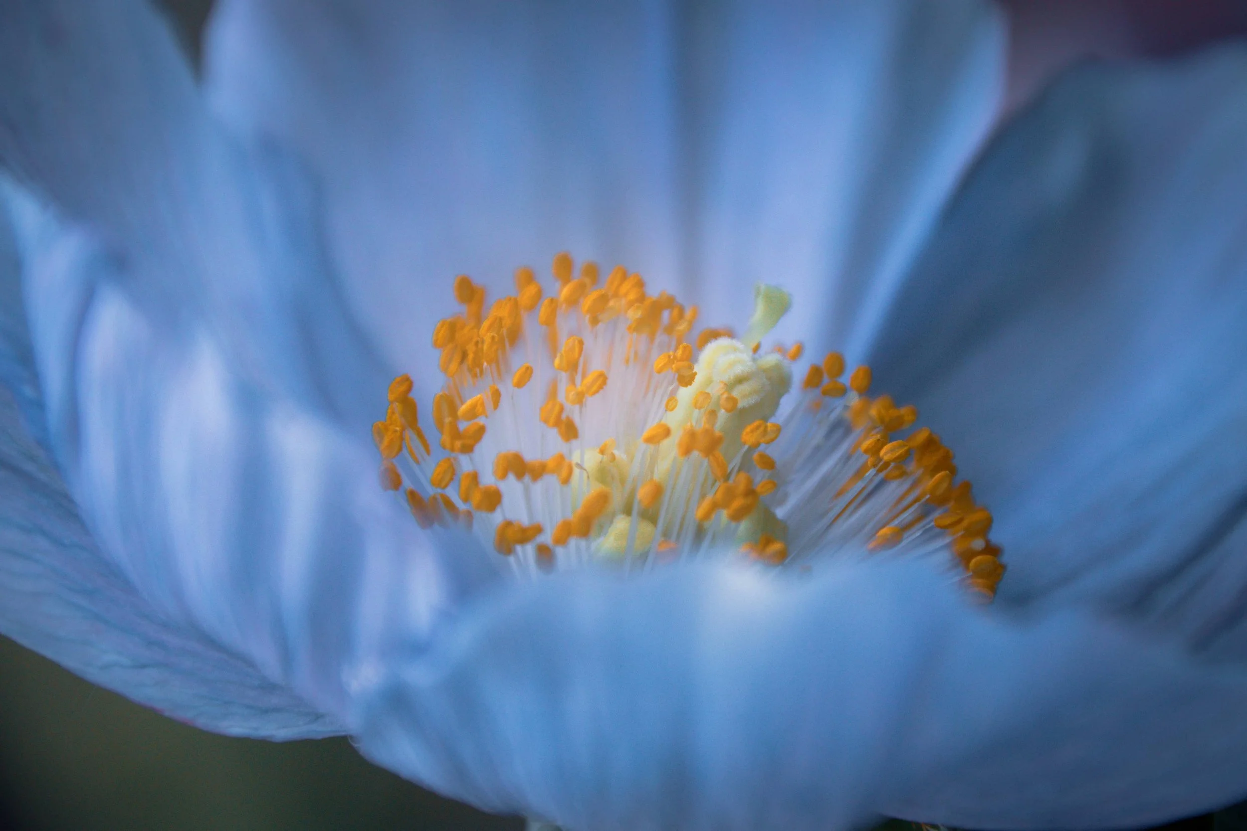 Buy My Art — Victoria Barnes Photography