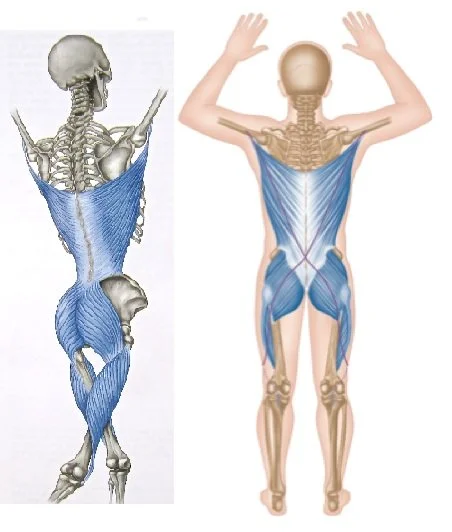 Functional Back Fascial Line — Rehab Hero