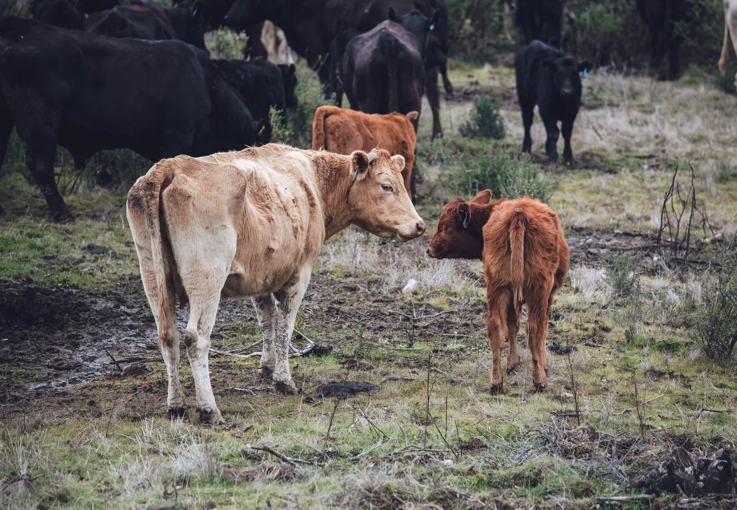 Leather — Collective Fashion Justice