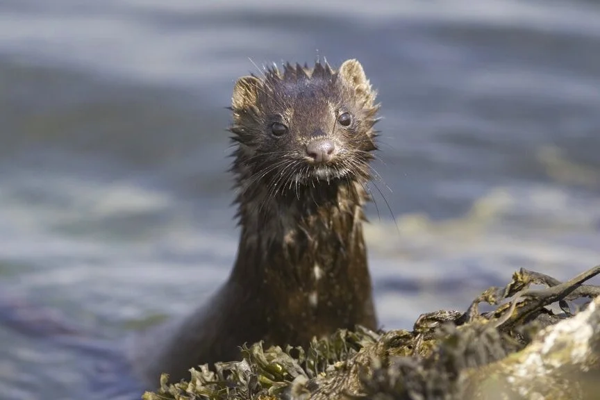 Fur — Collective Fashion Justice