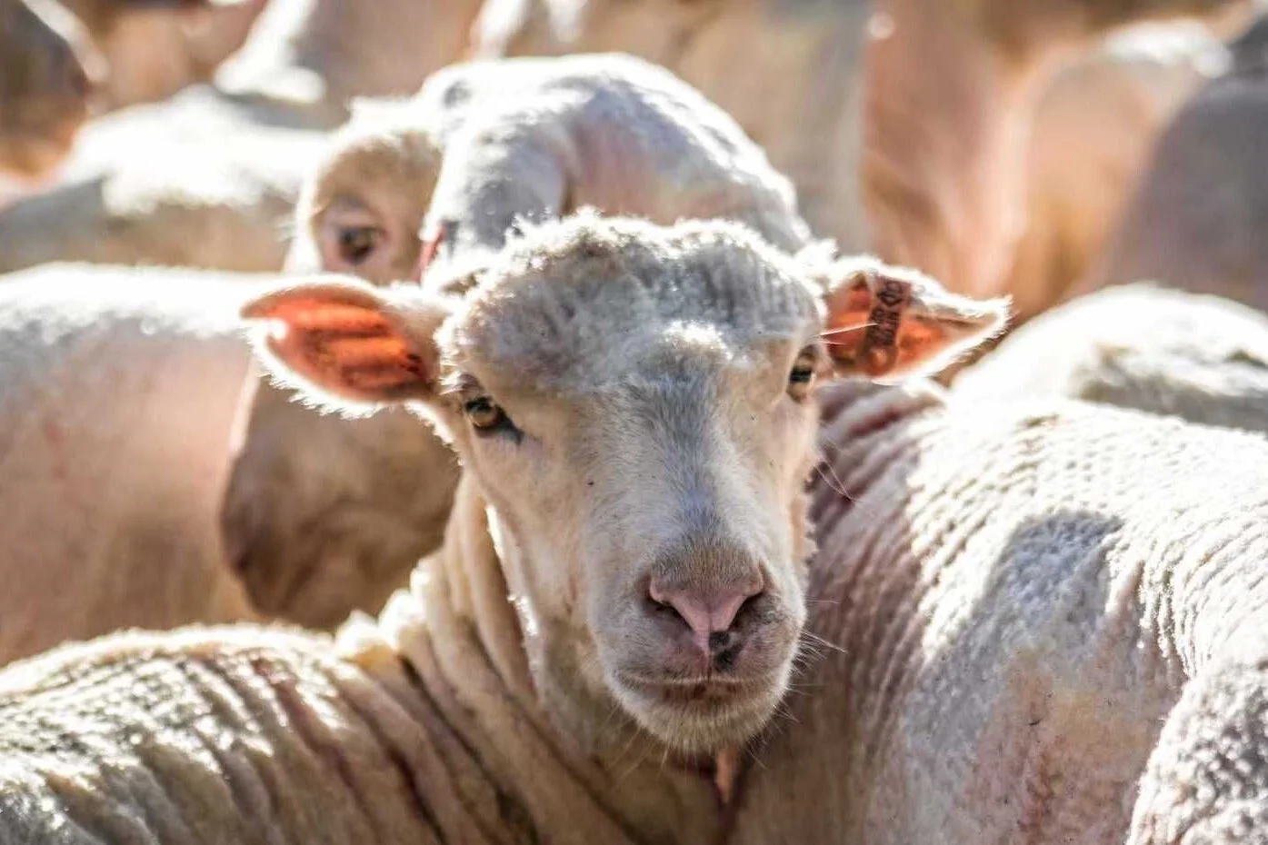 Wool — Collective Fashion Justice
