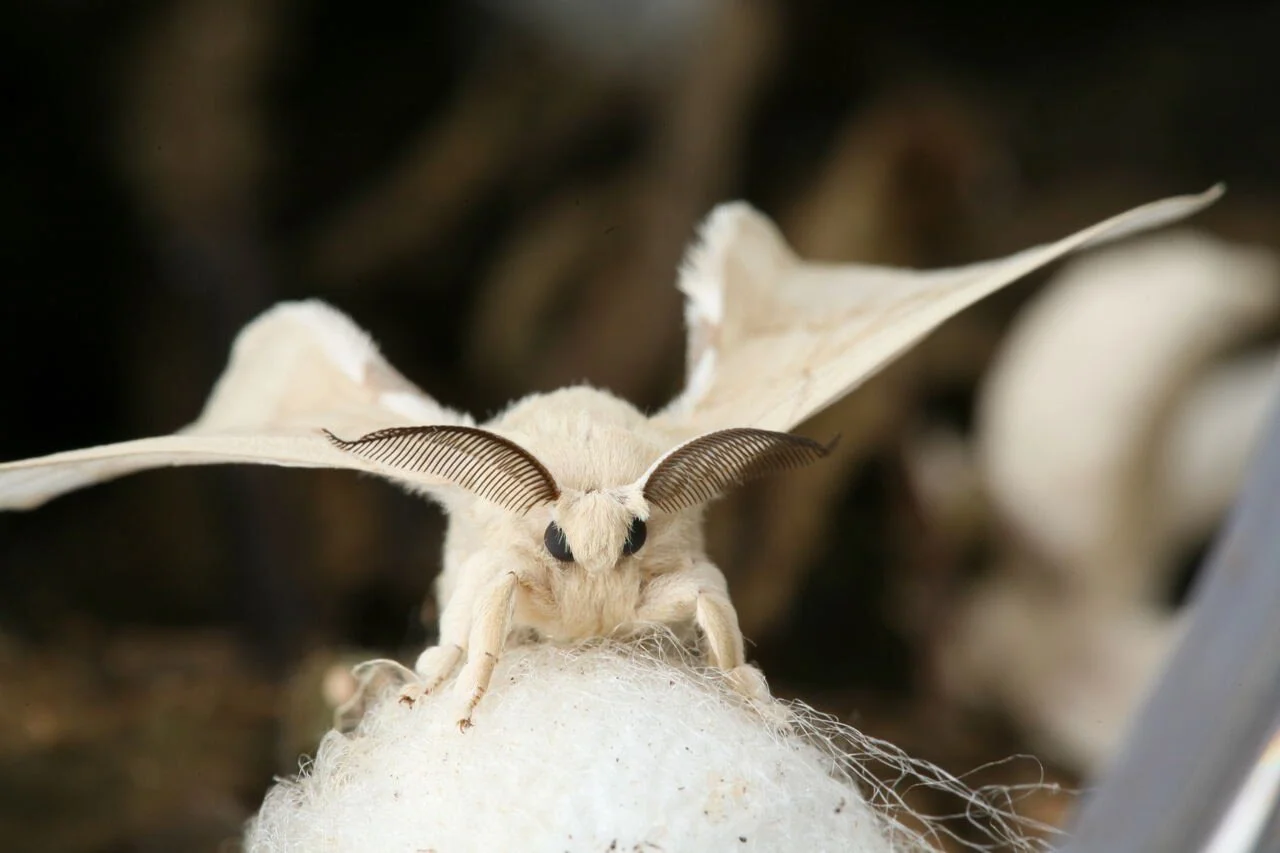 Silk — Collective Fashion Justice