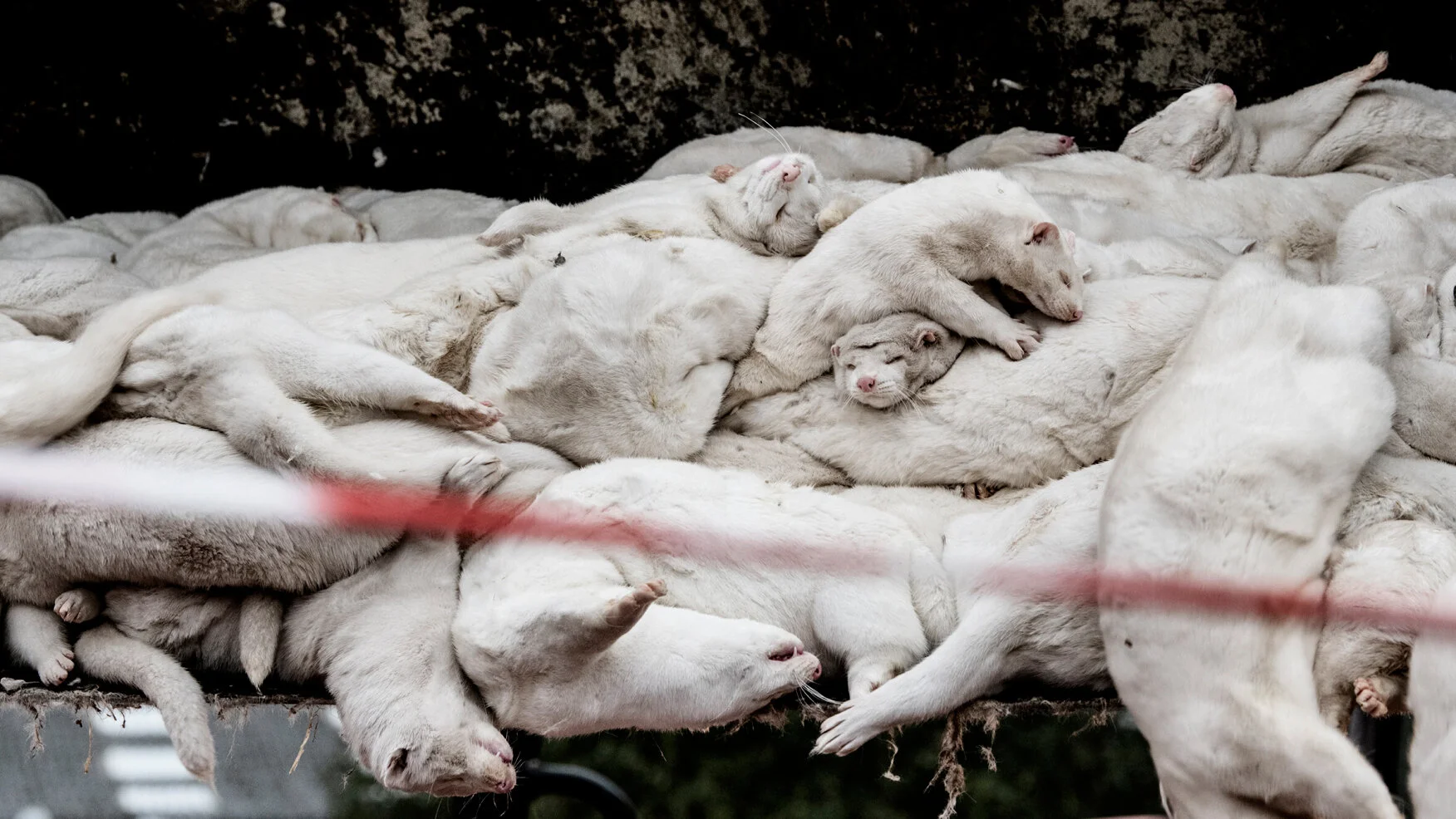 10 reasons to help ban fur — Collective Fashion Justice