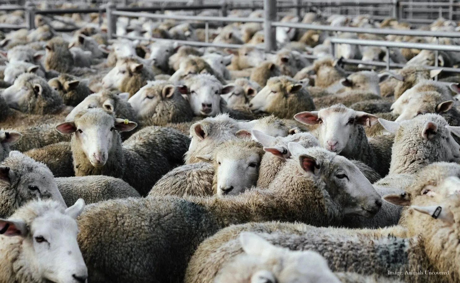 Mulesing: exposed — Collective Fashion Justice