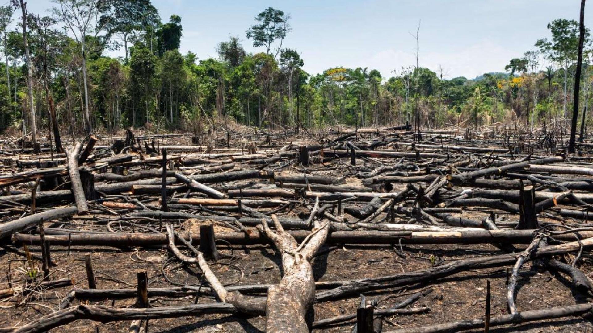 How leather supply chains around the globe are tied to deforestation ...