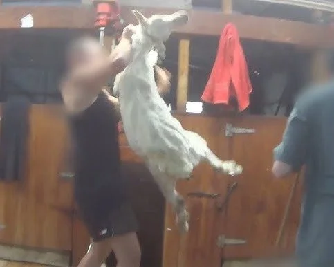 Investigation shows ZQ certified ‘ethical’ wool farm cruelty and abuse ...