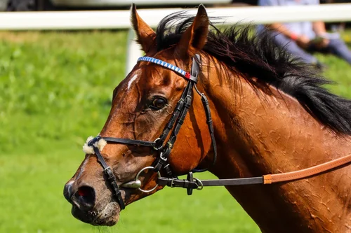 Fast facts on the cruelty of horse racing, and fashion’s support of it ...