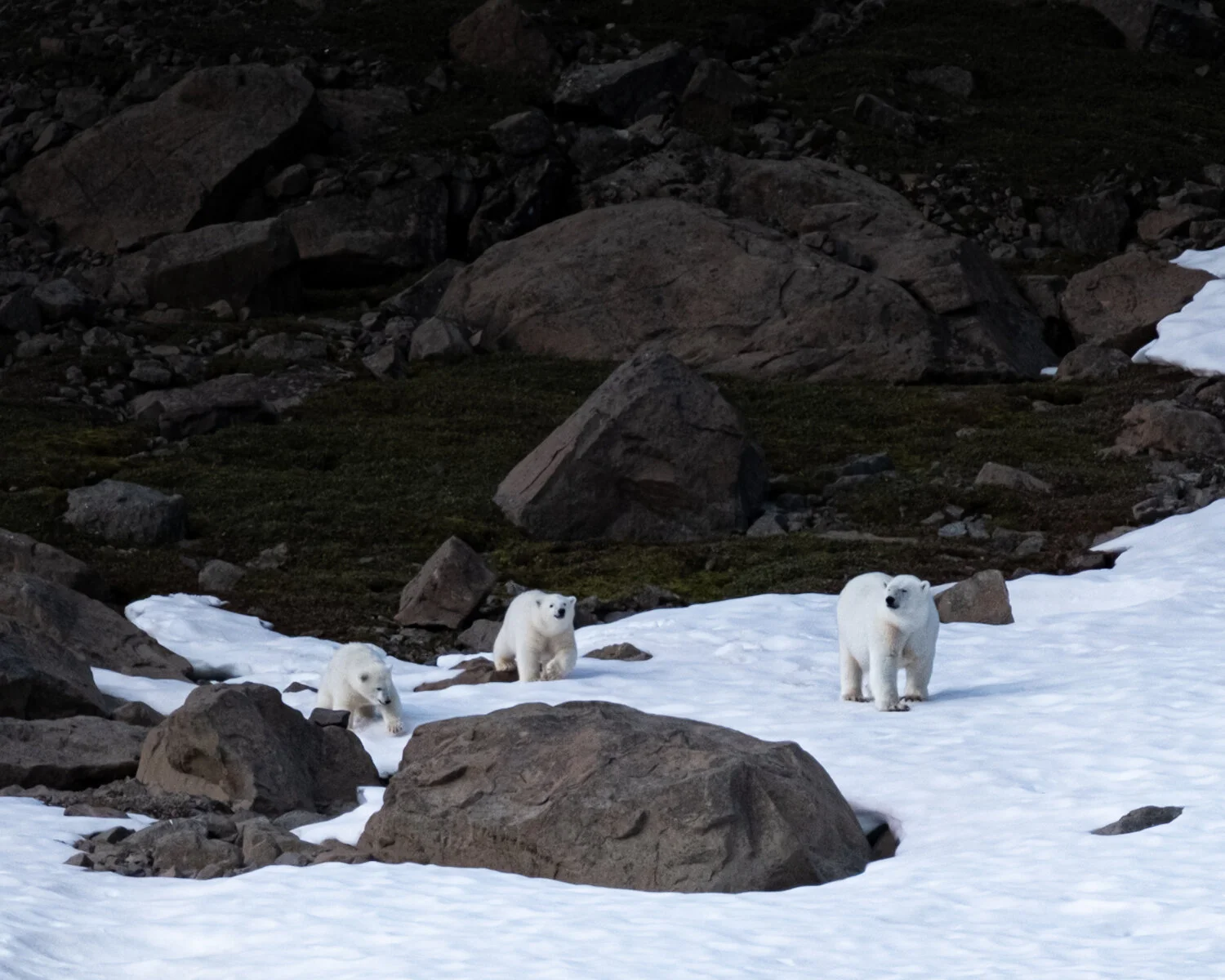 The Laid-Back Company