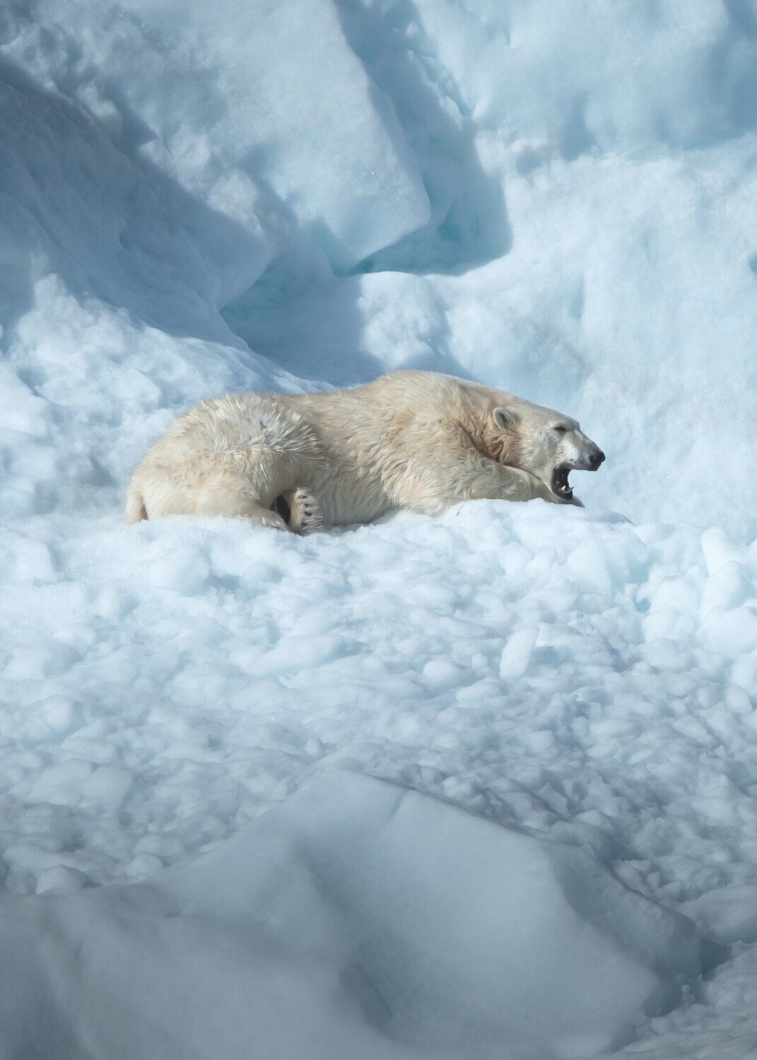 The Laid-Back Company