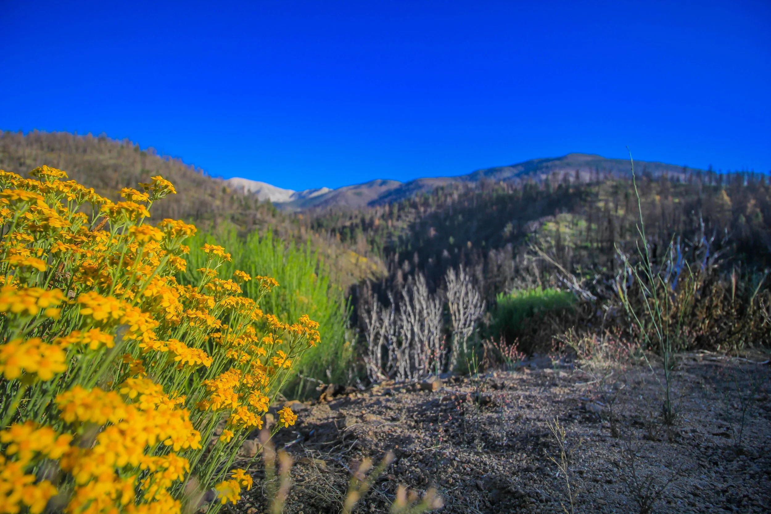 Store — Refuge Recovery World Services