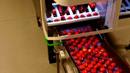 Apple Packing Equipment — Van Doren Sales