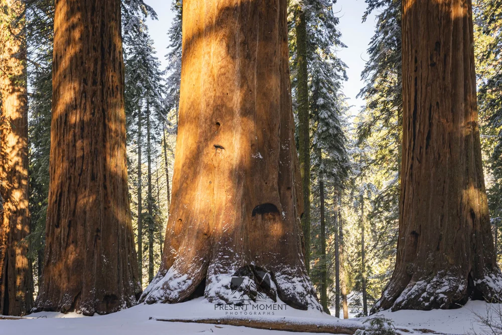 Visiting Sequoia & Kings Canyon National Parks in Winter