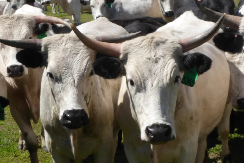 About | Enhance Your Livestock Skills Today — Cattle Up Stockmanship