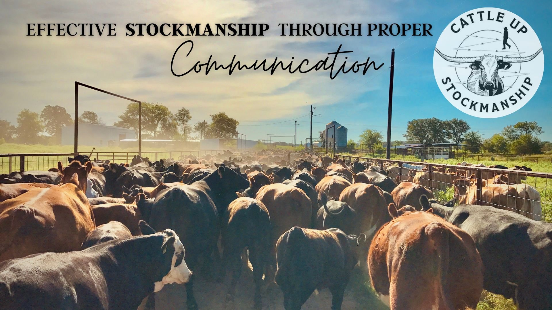Cattle Up Stockmanship
