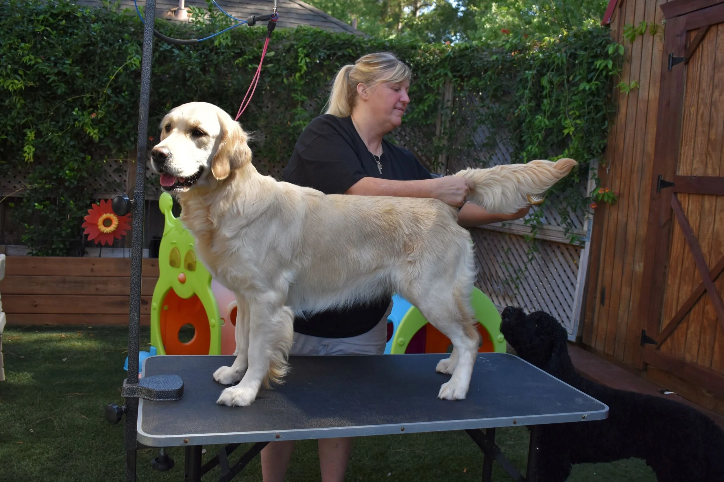 Grooming — Enchanted Ranch Dog Training | Spring, Texas