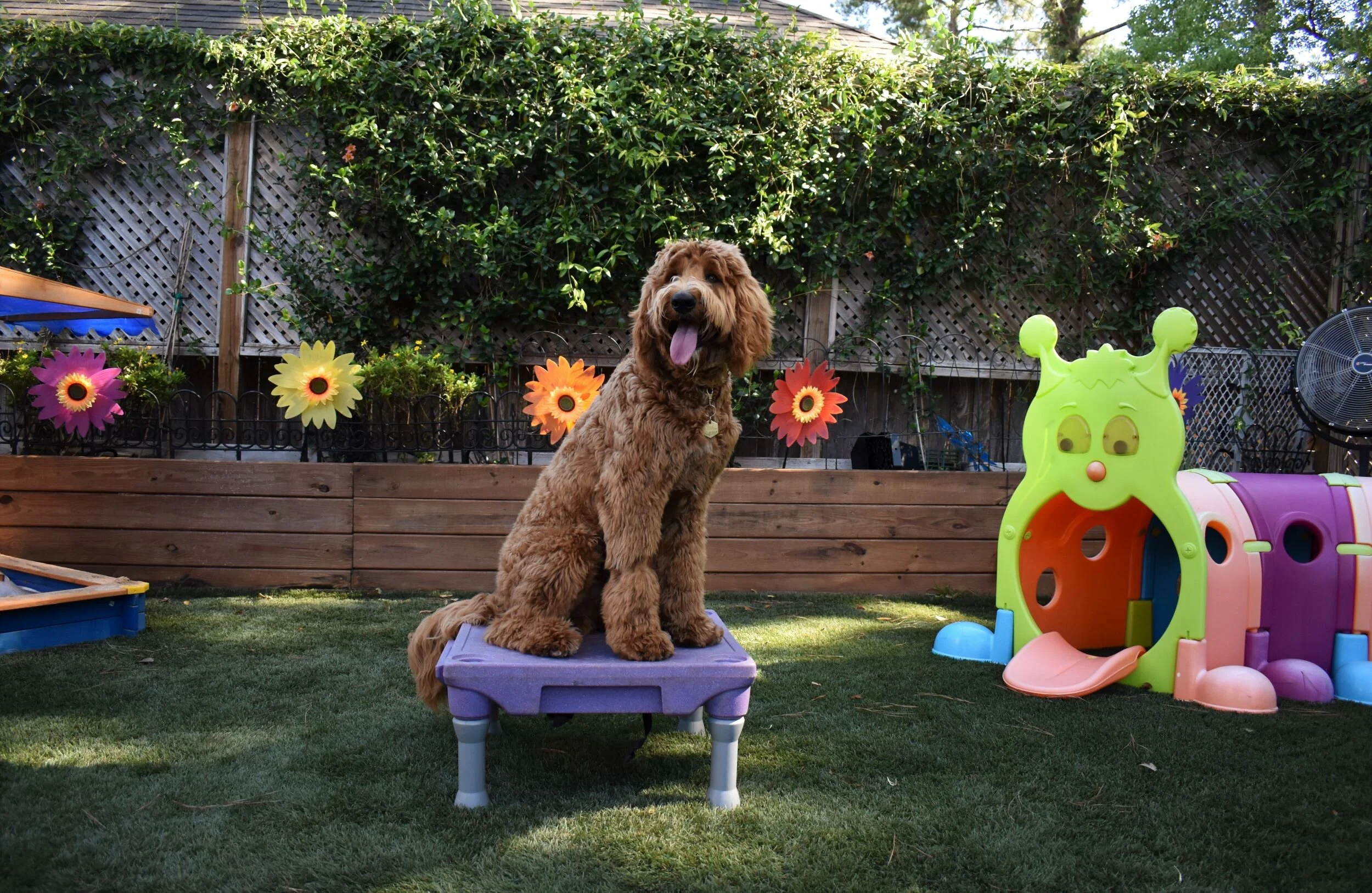 Enchanted Ranch Dog Training | Spring, Texas