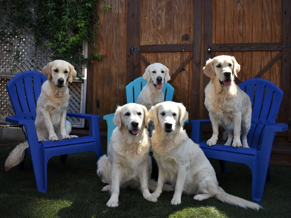 Gallery — Enchanted Ranch Dog Training | Spring, Texas