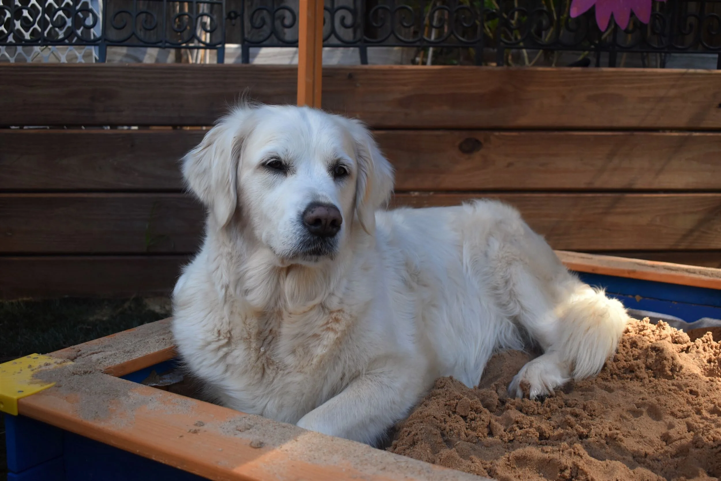 Training Philosophy — Enchanted Ranch Dog Training | Spring, Texas