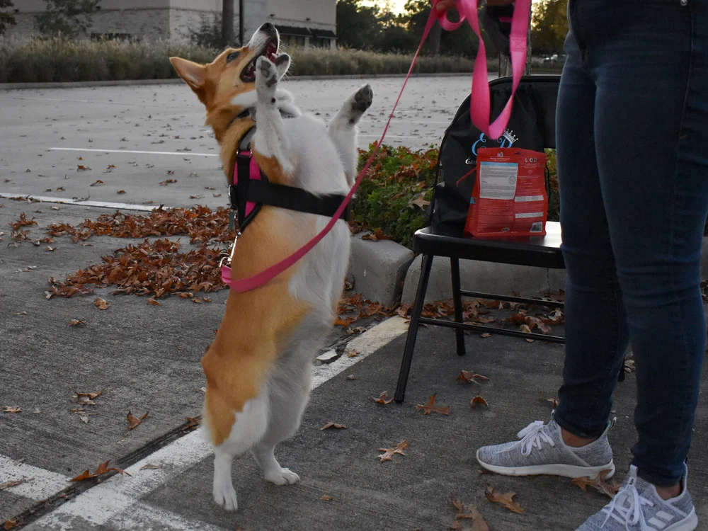 Gallery — Enchanted Ranch Dog Training | Spring, Texas