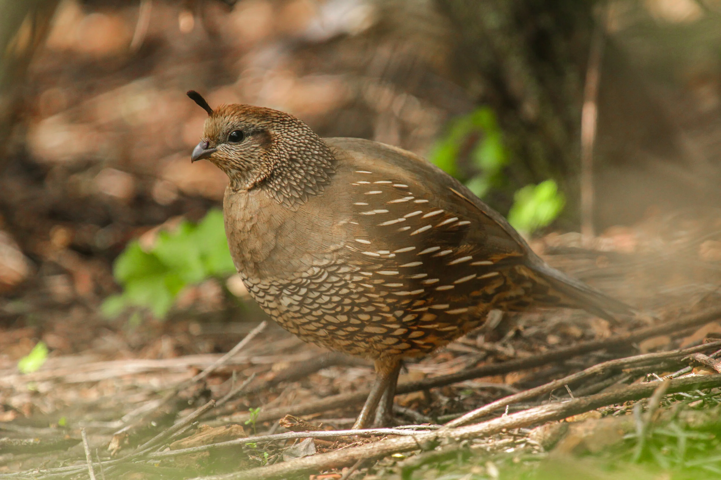 CCGP — Callipepla californica (California Quail)