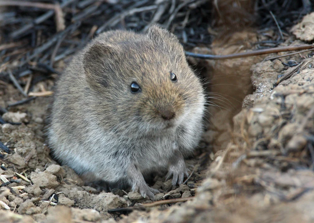 CCGP — Microtus californicus (California Vole)