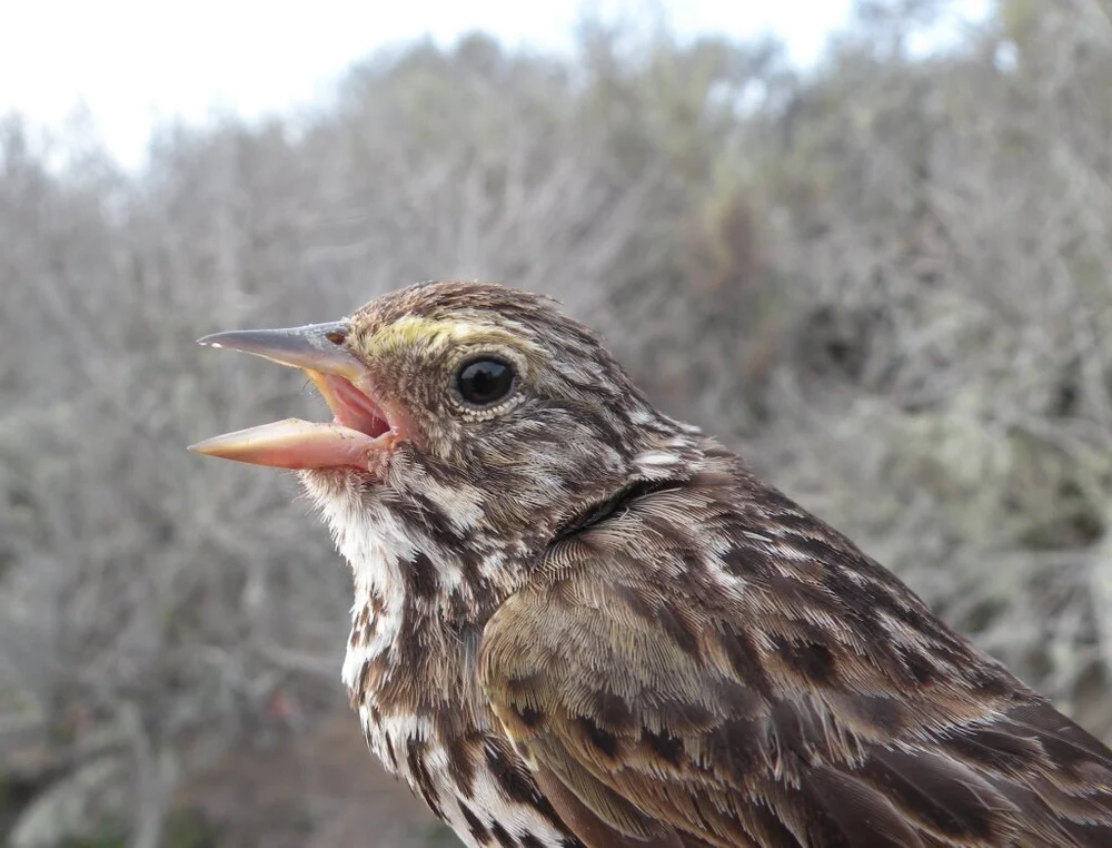 CCGP — Passerculus sandwichensis (Savannah Sparrow)