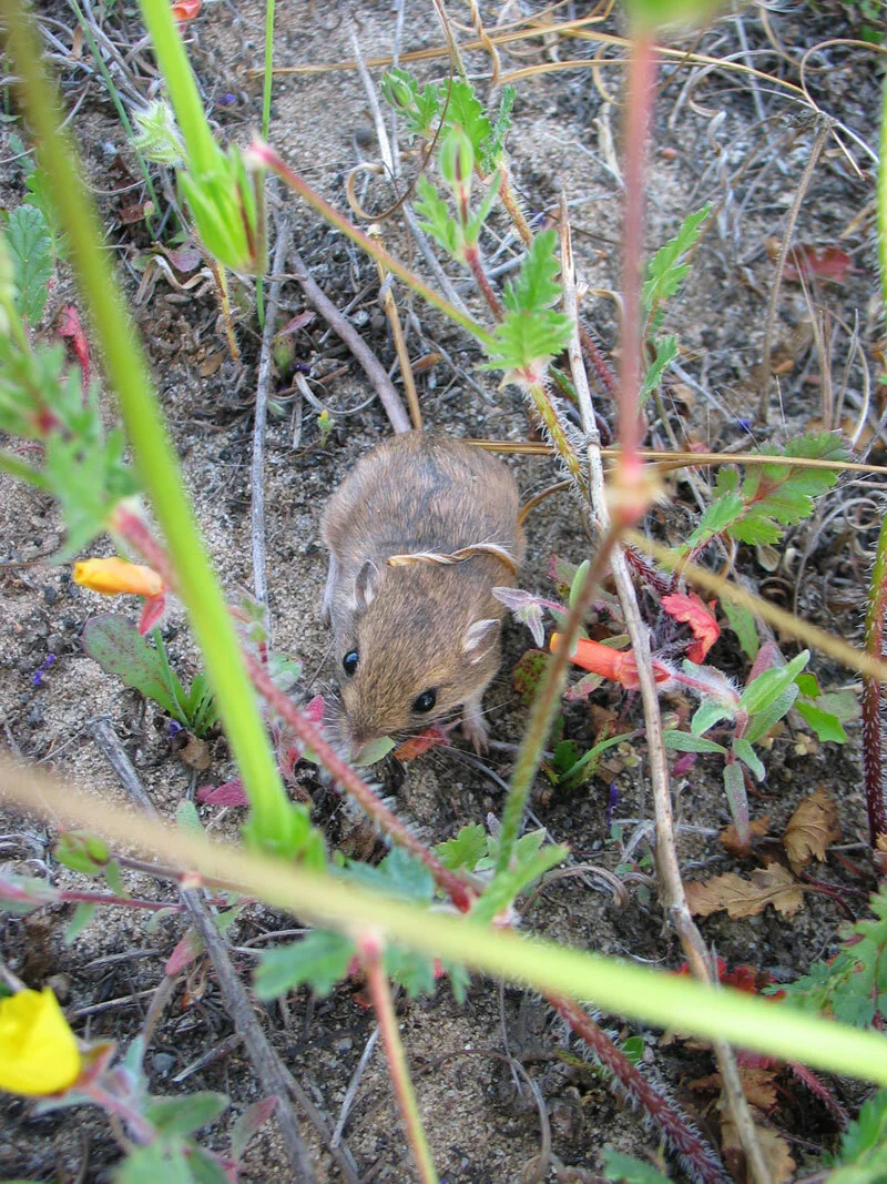 CCGP — Perognathus longimembris (Little Pocket Mouse)